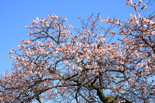 Kanhizakura Images – Browse 59 Stock Photos, Vectors, and Video | Adobe ...