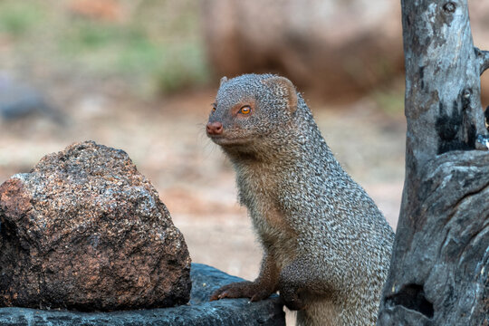 Baby Indian Mongoose
