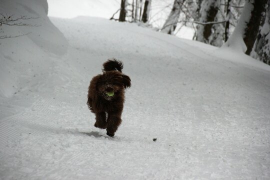 Schlittern bilder – Bläddra bland 164 stockfoton, vektorer och videor ...