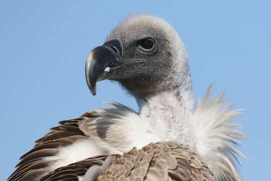 Aasgeier Bilder – Durchsuchen 6,098 Archivfotos, Vektorgrafiken und ...