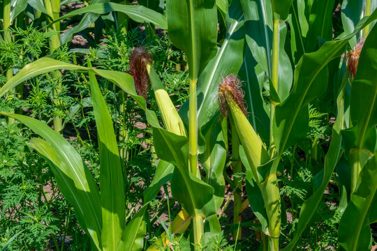 Cornstalk Képek – Böngésszen 6,152 stockfotókat, vektorokat és videókat ...