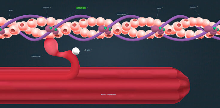 รูปภาพMyosin – เลือกดูภาพถ่ายสต็อก เวกเตอร์ และวิดีโอ701 | Adobe Stock
