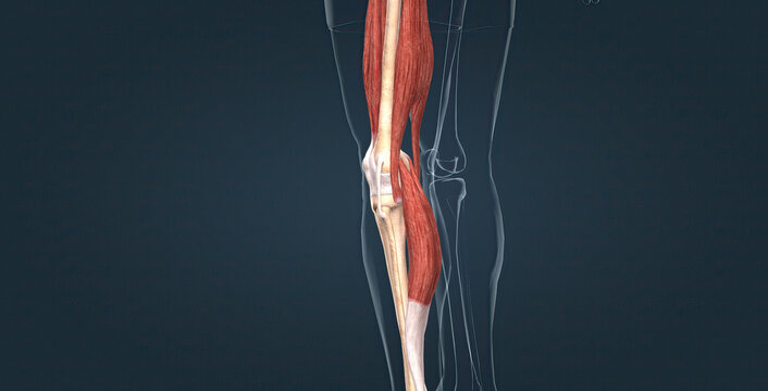 รูปภาพFibia – เลือกดูภาพถ่ายสต็อก เวกเตอร์ และวิดีโอ14,769 | Adobe Stock