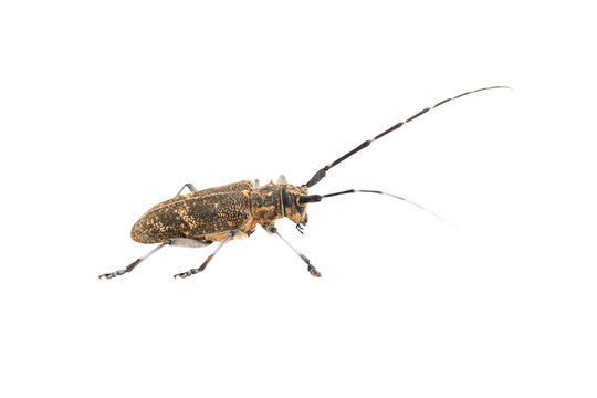 รูปภาพInvertebrates – เลือกดูภาพถ่ายสต็อก เวกเตอร์ และวิดีโอ323,592 ...
