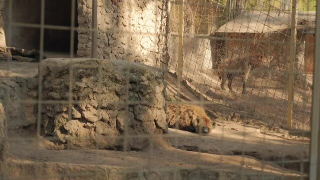 Hurt Zoo Animal Images – Browse 978 Stock Photos, Vectors, and Video ...