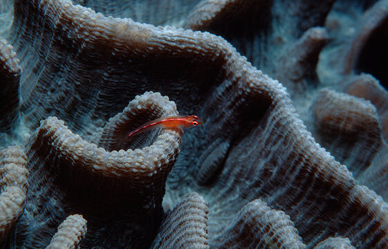 "Shoaling Fish" Bilder – Durchsuchen 28,470 Archivfotos, Vektorgrafiken ...