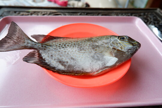 "Rat Fish" Bilder – Durchsuchen 1,260 Archivfotos, Vektorgrafiken und ...