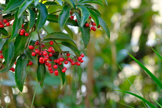 Spiceberry Bilder – Durchsuchen 3,417 Archivfotos, Vektorgrafiken und ...