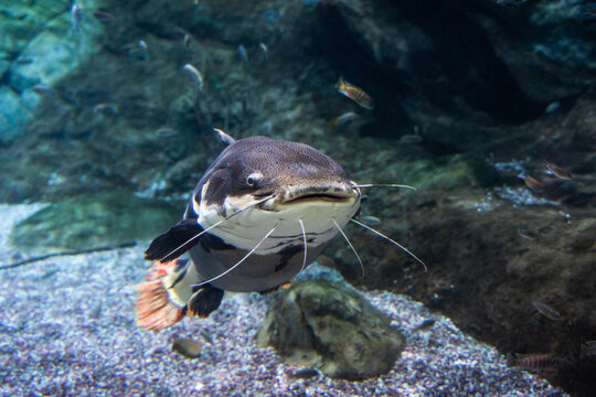 Underwater Catfish With A Cell Phone