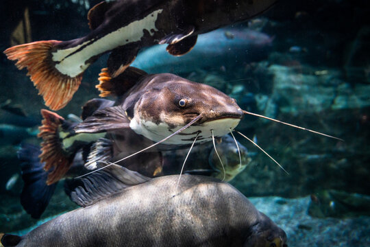 รูปภาพPirarara – เลือกดูภาพถ่ายสต็อก เวกเตอร์ และวิดีโอ429 | Adobe Stock