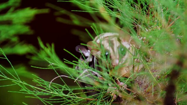 Breviceps Images – Browse 1,378 Stock Photos, Vectors, and Video ...