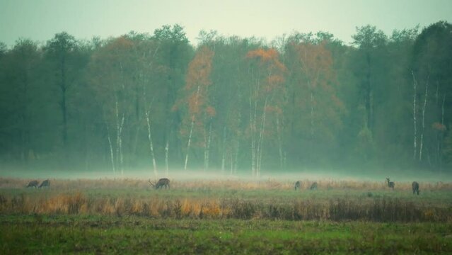 Hoge Images – Browse 3,718 Stock Photos, Vectors, and Video | Adobe Stock