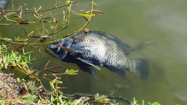 "Fish Kill" Images – Parcourir 752 le catalogue de photos, vecteurs et ...