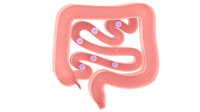 "Small Intestine" Images – Browse 46,266 Stock Photos, Vectors, and ...