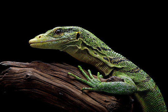 Green Tree Monitor