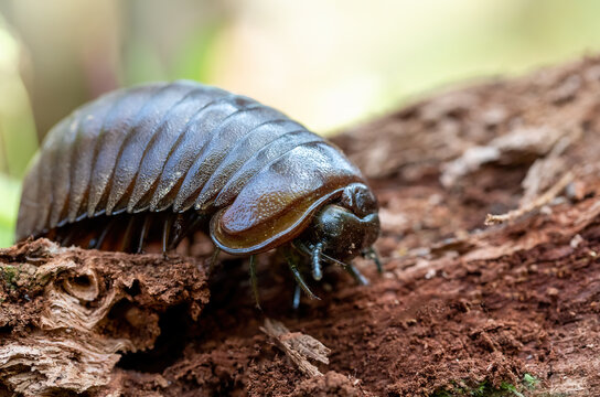 Giant Pill Bug