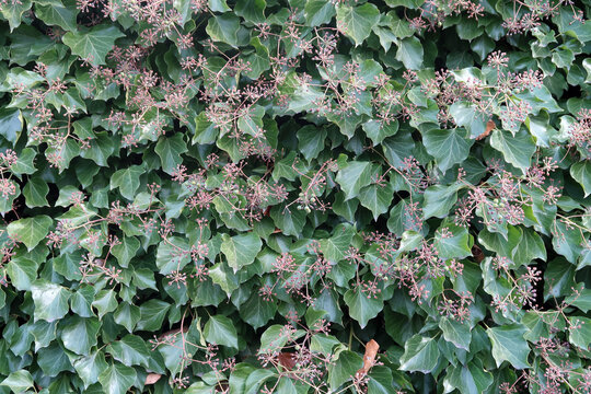 Efeuranken Bilder – Durchsuchen 3,942 Archivfotos, Vektorgrafiken und ...