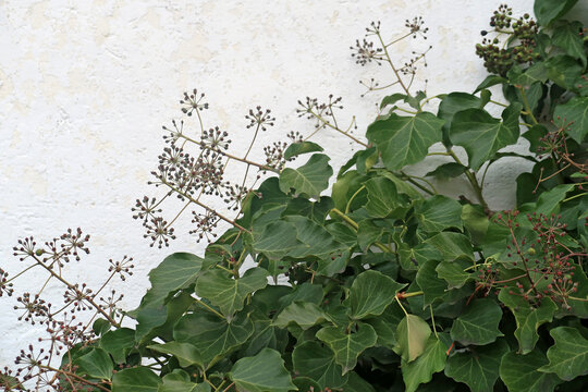 Efeuranken Bilder – Durchsuchen 4,021 Archivfotos, Vektorgrafiken und ...