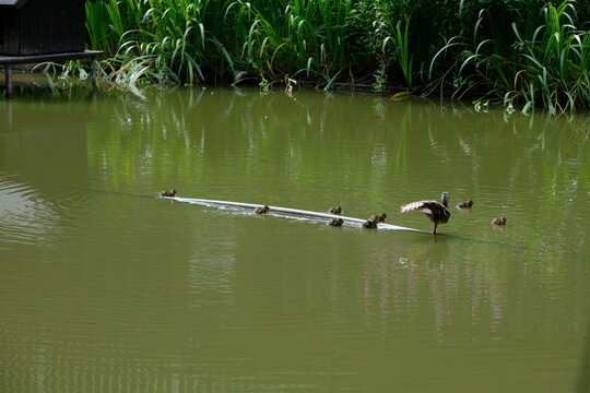 Entenangeln-Bilder: Stock-Fotos & -Videos. | Adobe Stock
