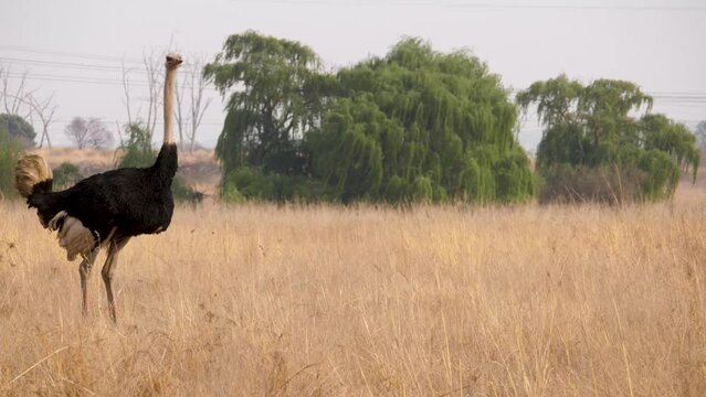 รูปภาพCloaca – เลือกดูภาพถ่ายสต็อก เวกเตอร์ และวิดีโอ1,147 | Adobe Stock