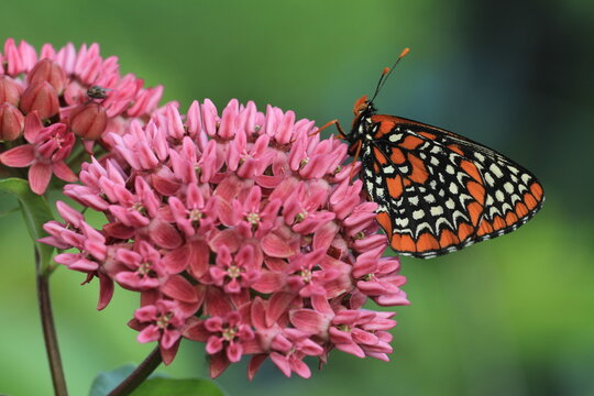 "Baltimore Checkerspot"-Bilder: Stock-Fotos & -Videos. | Adobe Stock