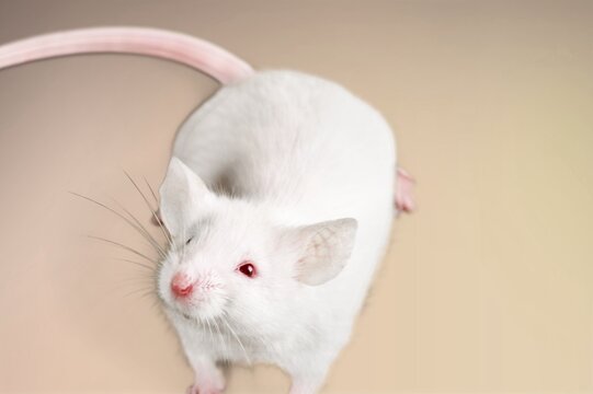 Musen Bilder – Durchsuchen 34,789 Archivfotos, Vektorgrafiken und ...