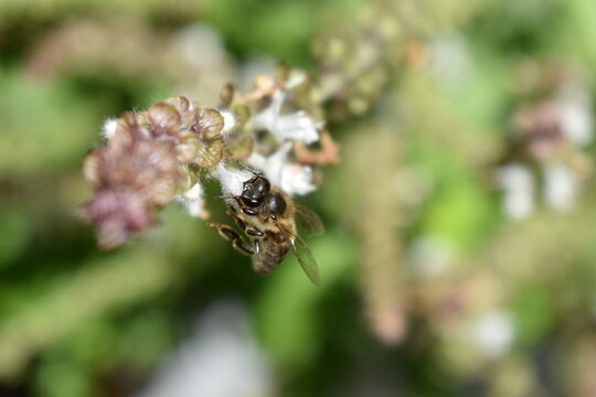 Zangano Images – Browse 51 Stock Photos, Vectors, and Video | Adobe Stock