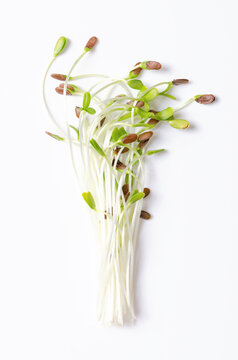 Linum 이미지 – 찾아보기 36,406 스톡 사진, 벡터 및 비디오 | Adobe Stock