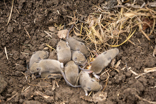 "Field Mice" Imagens – Procure 191 fotos, vetores e vídeos | Adobe Stock
