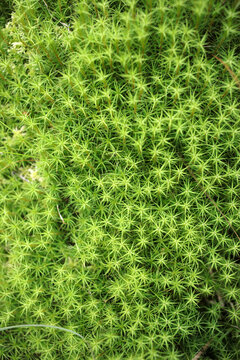 รูปภาพArthrophyta – เลือกดูภาพถ่ายสต็อก เวกเตอร์ และวิดีโอ454 | Adobe Stock