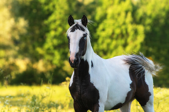 Black And White Pinto Horse
