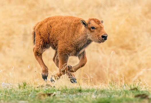 Adorable Baby Bison