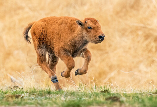 Adorable Baby Bison
