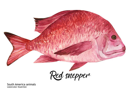 Snepper Images – Browse 8 Stock Photos, Vectors, and Video | Adobe Stock