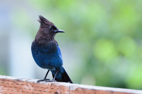 "Stellar Jay" Images – Browse 1,440 Stock Photos, Vectors, and Video ...