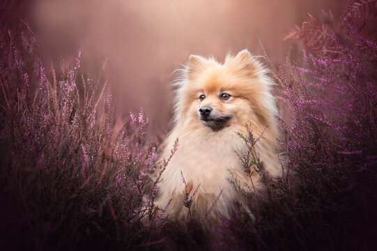 รูปภาพ"Heide – เลือกดูภาพถ่ายสต็อก เวกเตอร์ และวิดีโอ43,433 | Adobe Stock