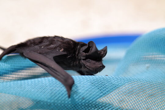 Small Black Bat