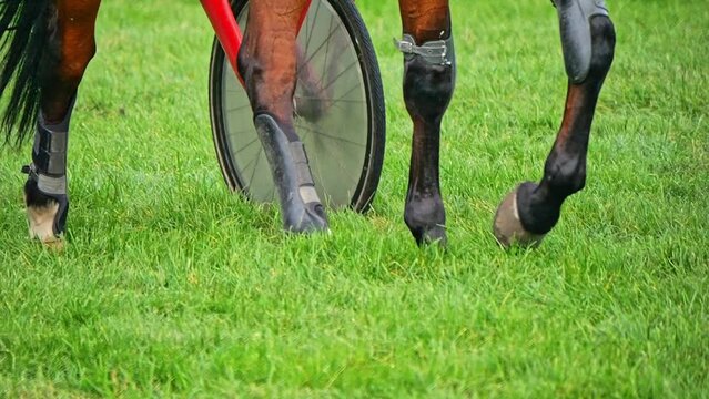 Sulkies Bilder – Durchsuchen 5,847 Archivfotos, Vektorgrafiken und ...