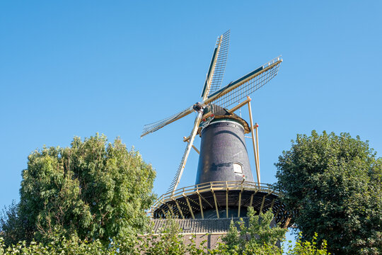 Windhond-Bilder: Stock-Fotos & -Videos. | Adobe Stock