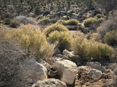 Desert Brush"」の写真素材 | 127件の無料イラスト画像 | Adobe Stock