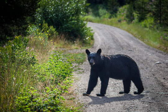 รูปภาพ"Moon Bear" – เลือกดูภาพถ่ายสต็อก เวกเตอร์ และวิดีโอ24,383 ...