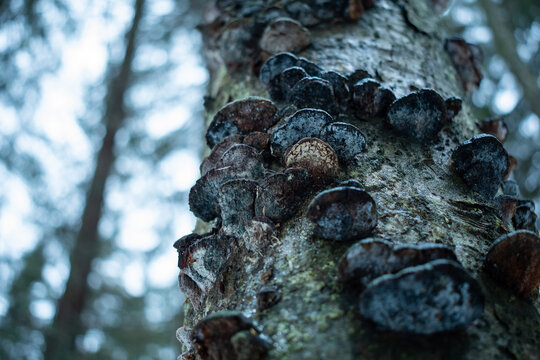 Schamm Bilder – Durchsuchen 9,214 Archivfotos, Vektorgrafiken und ...