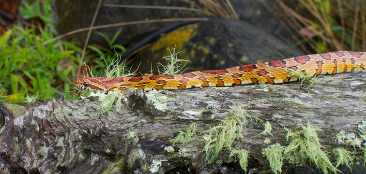"Red Rat Snake" Images – Browse 4,918 Stock Photos, Vectors, and Video ...