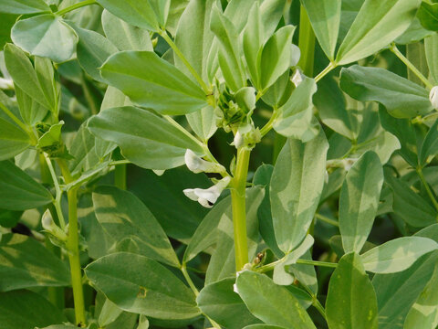 Pferdebohnen Bilder – Durchsuchen 2,184 Archivfotos, Vektorgrafiken und ...