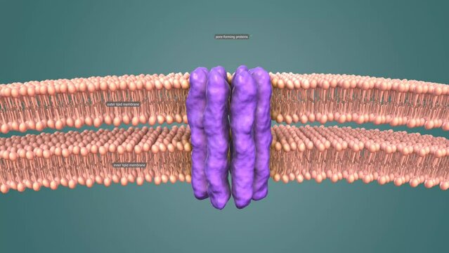 Thylakoid Bilder Bläddra Bland 264 Stockfoton Vektorer Och Videor Adobe Stock