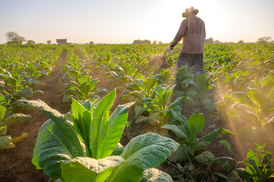 Imágenes de "Tobacco Farm": descubre bancos de fotos, ilustraciones ...