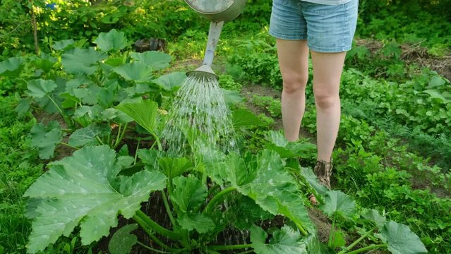 รูปภาพIrrigate – เลือกดูภาพถ่ายสต็อก เวกเตอร์ และวิดีโอ296,677 | Adobe ...