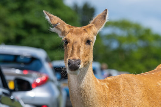 รูปภาพBarasingha – เลือกดูภาพถ่ายสต็อก เวกเตอร์ และวิดีโอ788 | Adobe Stock