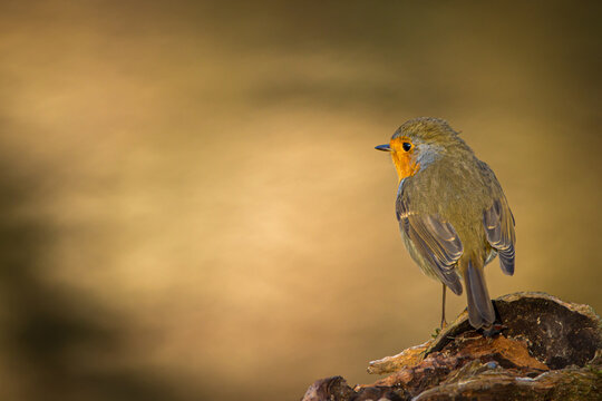 Ralph Lear photos, images, assets | Adobe Stock