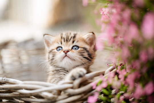Babykatze bilder – Bläddra bland 1,685 stockfoton, vektorer och videor ...